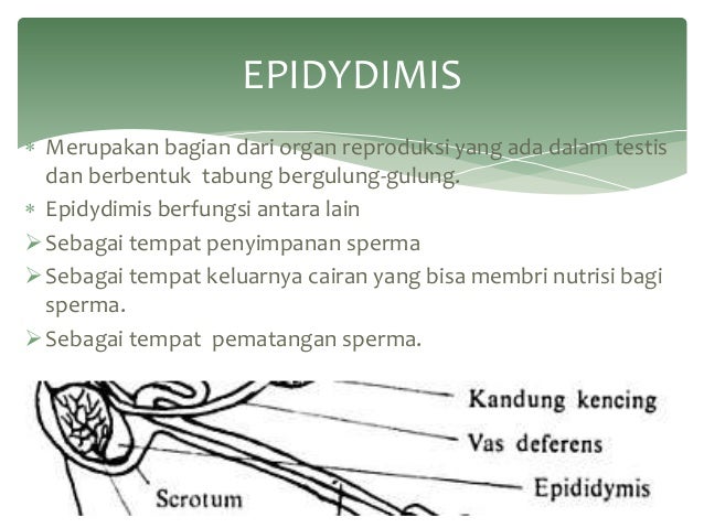 Anatomi reproduksi jantan dan betina pada sapi dan babi