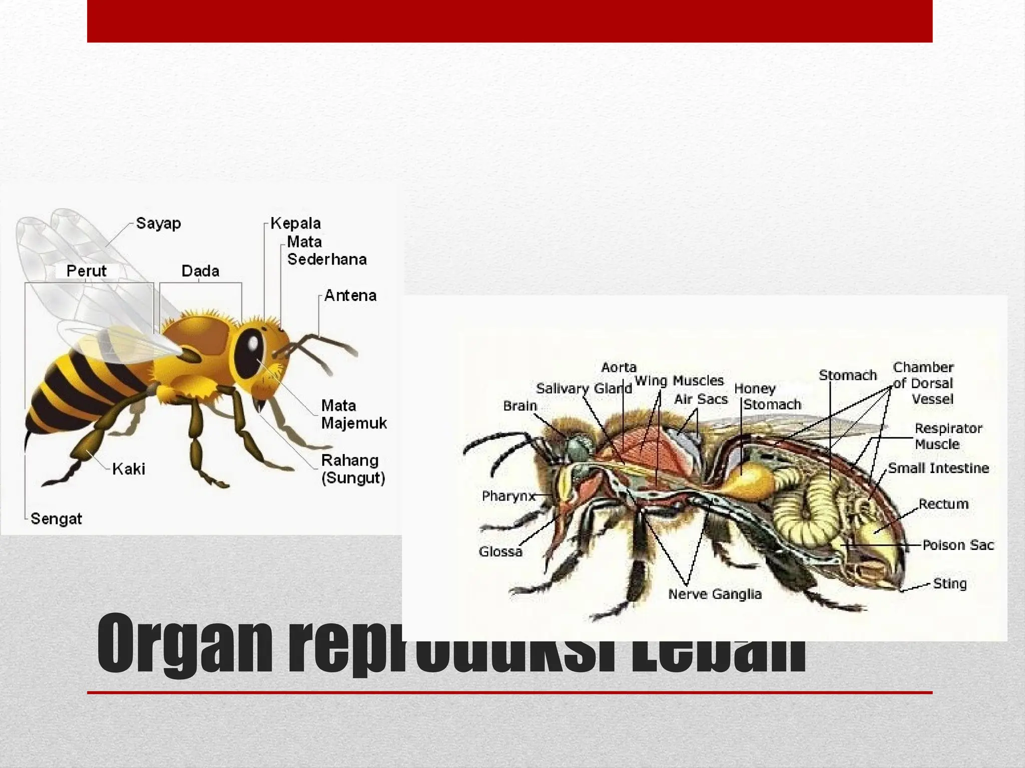 ANATOMI REPRODUKSI TERNAK RUMINANSIA DAN NON RUMINANSIA | PPTX