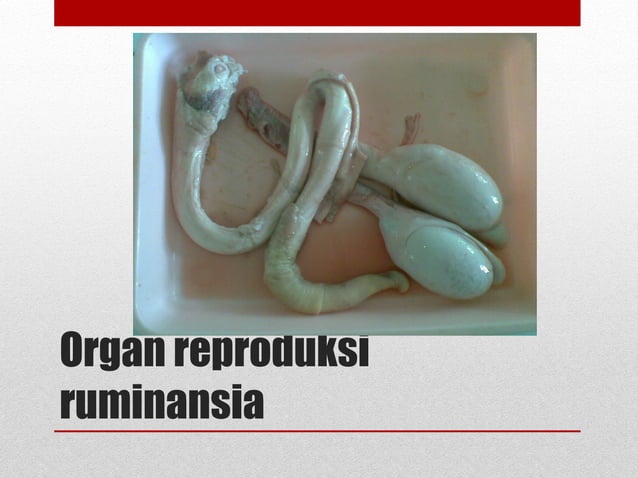 ANATOMI REPRODUKSI TERNAK RUMINANSIA DAN NON RUMINANSIA | PPTX