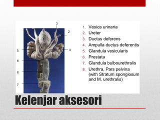 ANATOMI REPRODUKSI TERNAK RUMINANSIA DAN NON RUMINANSIA | PPTX