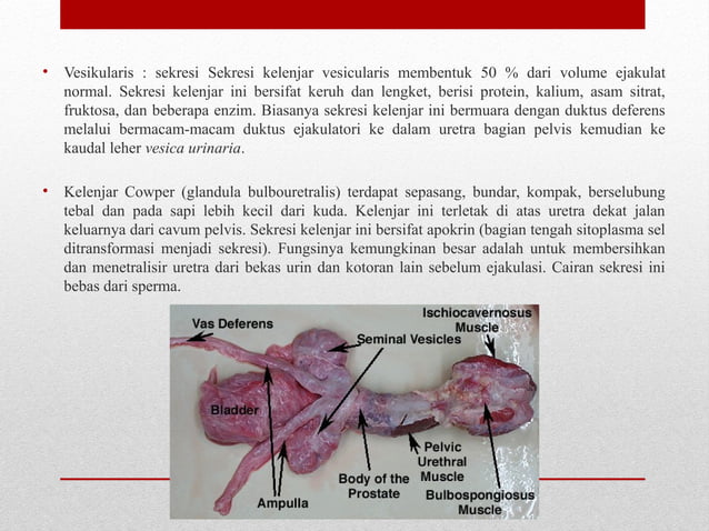 ANATOMI REPRODUKSI TERNAK RUMINANSIA DAN NON RUMINANSIA | PPTX