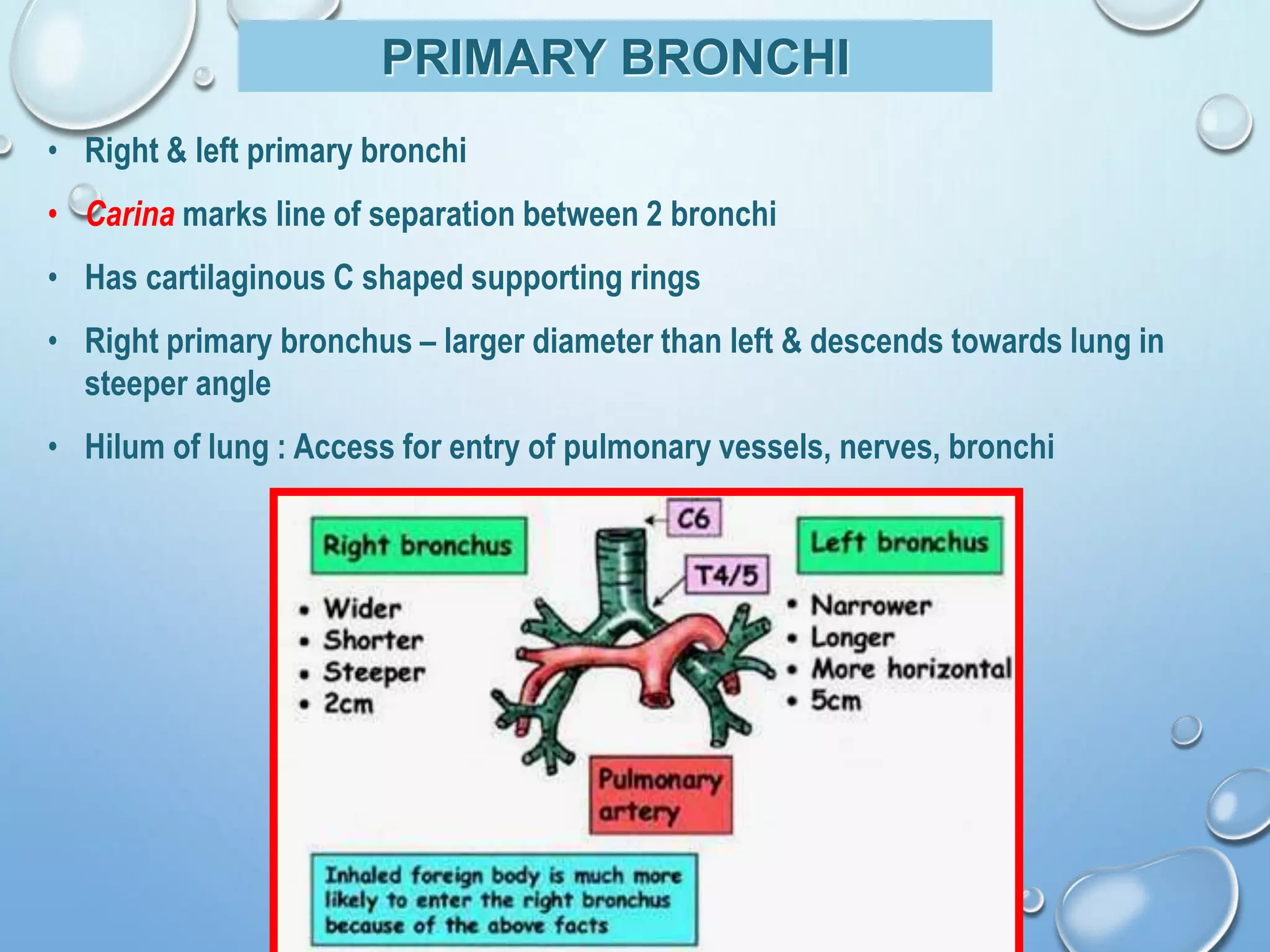 Anatomi Respirasi_RDA_Update.pptx
