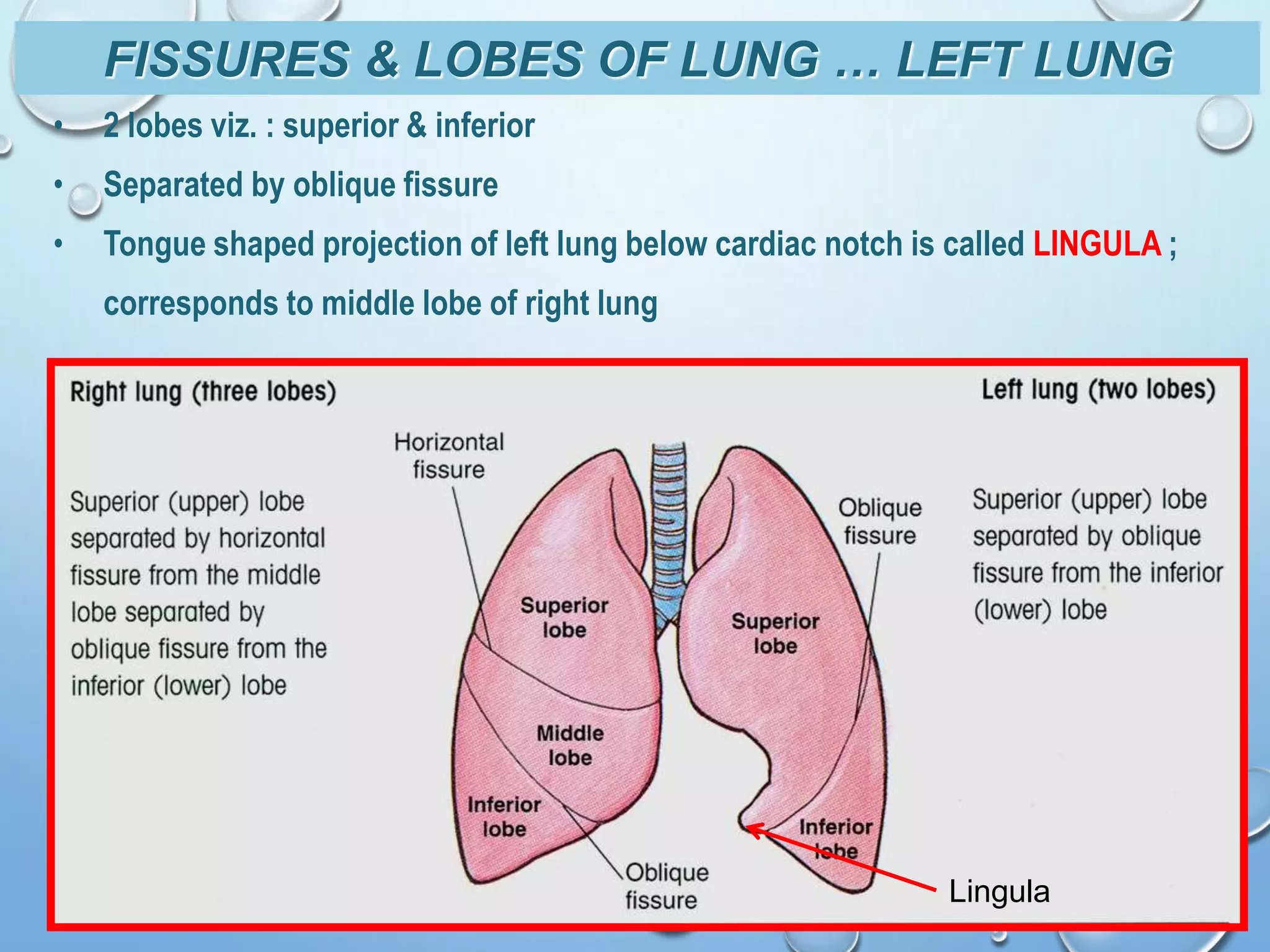 Anatomi Respirasi_RDA_Update.pptx