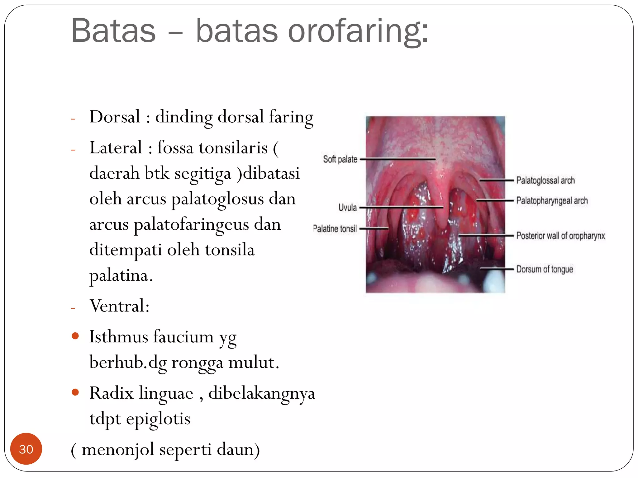ANATOMI saluran cerna.pdf