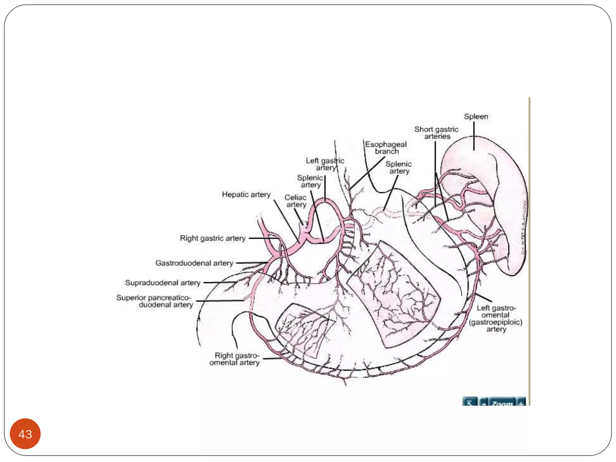 ANATOMI saluran cerna.pdf