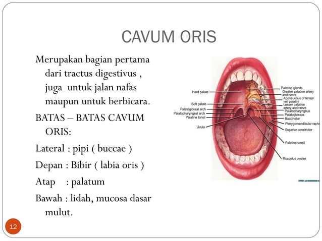 ANATOMI saluran cerna.pdf