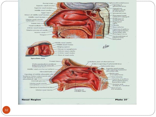 ANATOMI saluran cerna.pdf