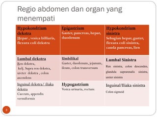 ANATOMI saluran cerna.pdf