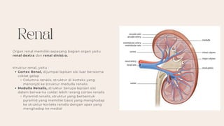Anatomi saluran kemih bahasa indonesia.pdf