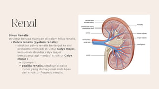 Anatomi saluran kemih bahasa indonesia.pdf