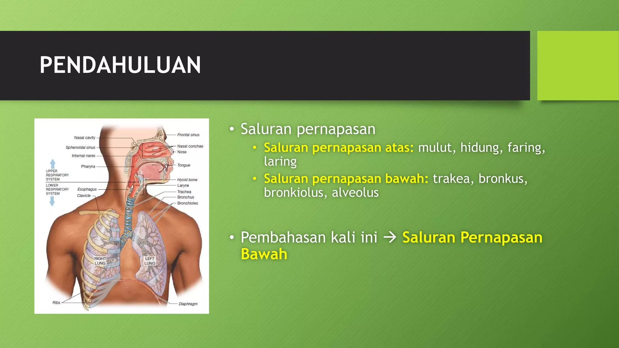 Anatomi Saluran Pernapasan Bawah | PPTX
