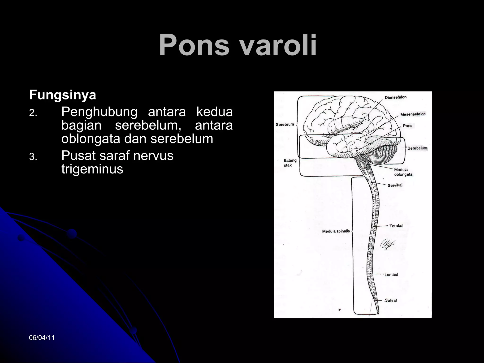 Anatomi saraf | PPT