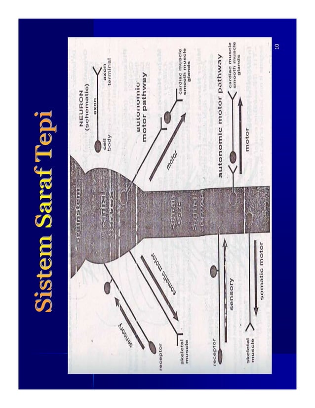 Anatomi Sistem Saraf Pusat dan Sistem Saraf Tepi | PDF