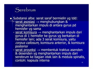 Anatomi Sistem Saraf Pusat dan Sistem Saraf Tepi | PDF