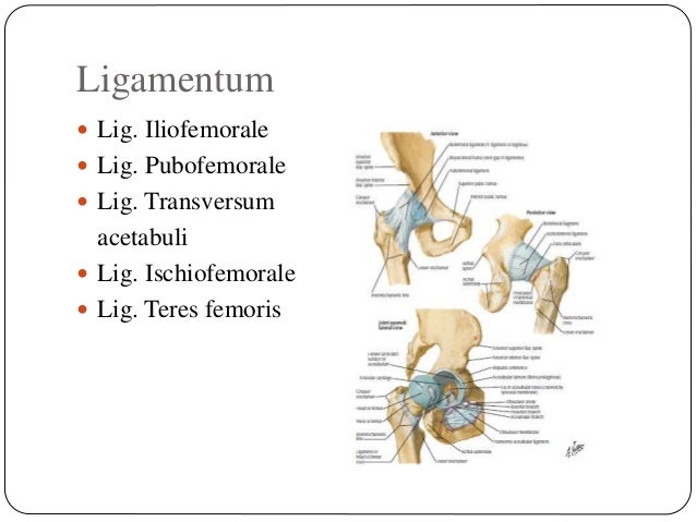 Anatomi sendi panggul