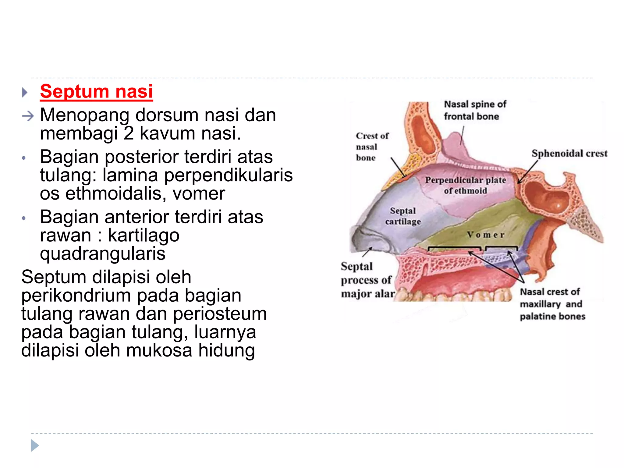 Anatomi septum | PPTX