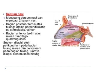 Anatomi septum | PPTX