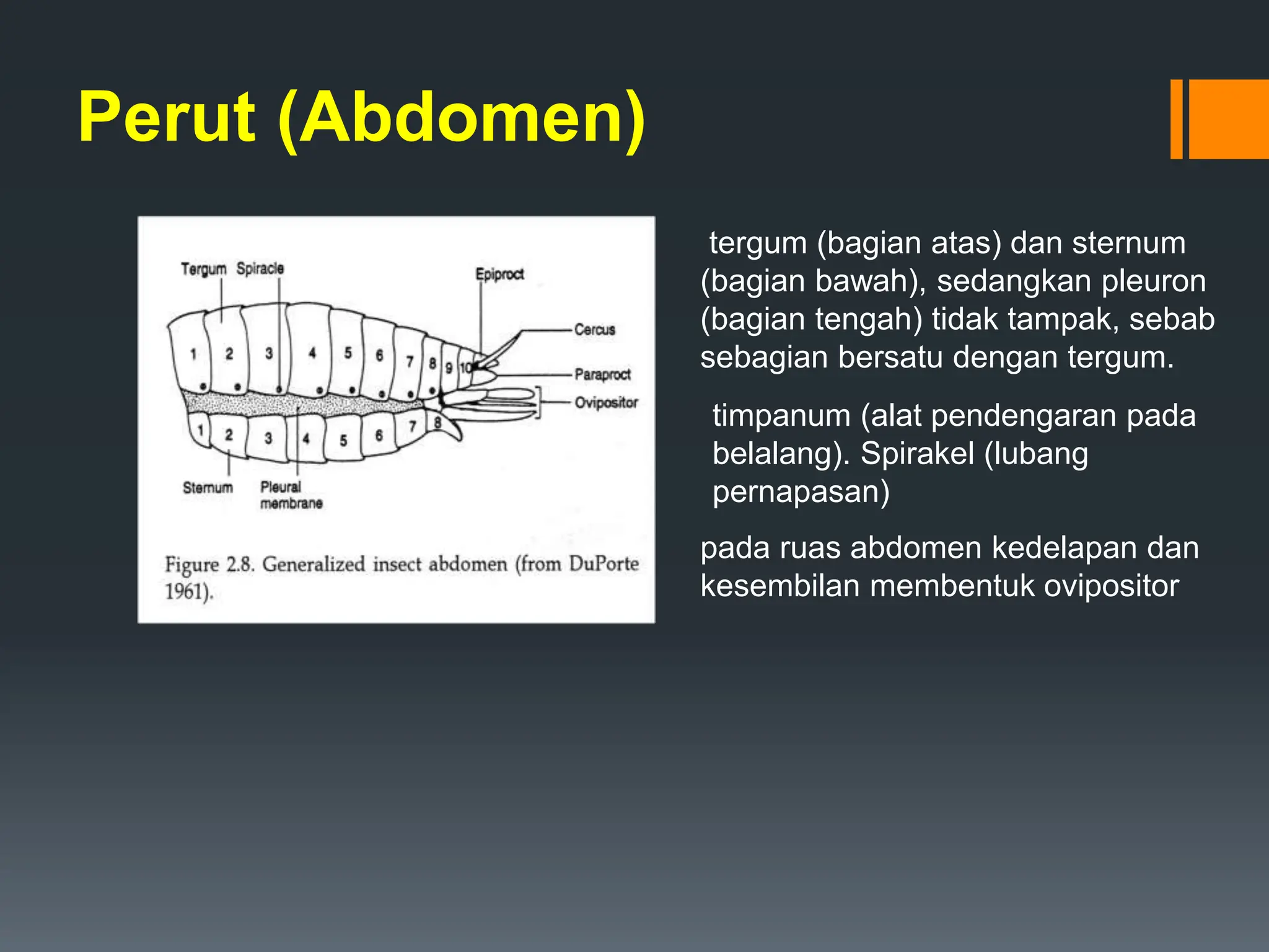 Anatomi_Serangga.pptx