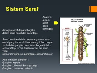 Anatomi_Serangga.pptx
