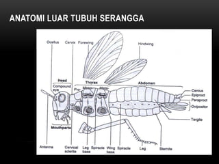 Anatomi_Serangga.pptx