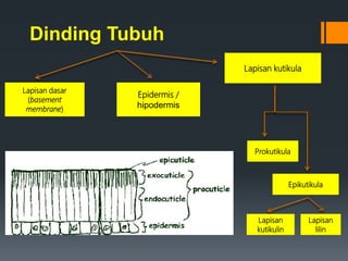 Anatomi_Serangga.pptx