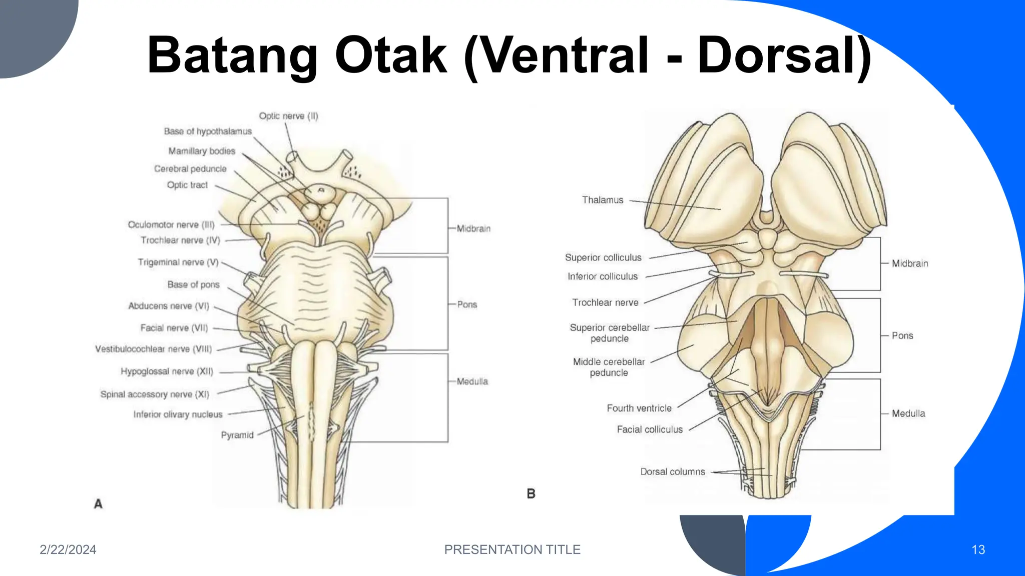 Pembahasan materi mengenai anatomi Serebrum.pptx