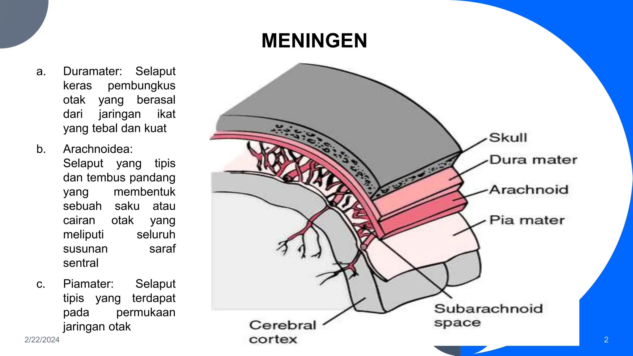 Pembahasan materi mengenai anatomi Serebrum.pptx