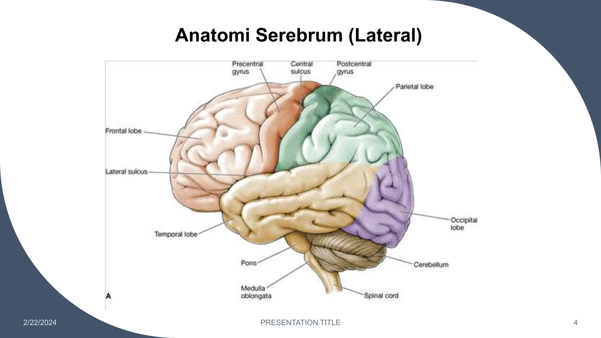 Pembahasan materi mengenai anatomi Serebrum.pptx