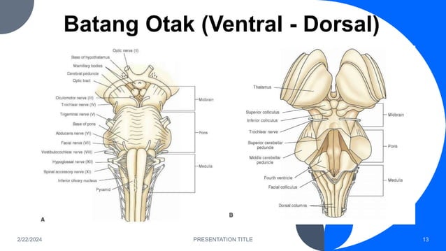 Pembahasan materi mengenai anatomi Serebrum.pptx
