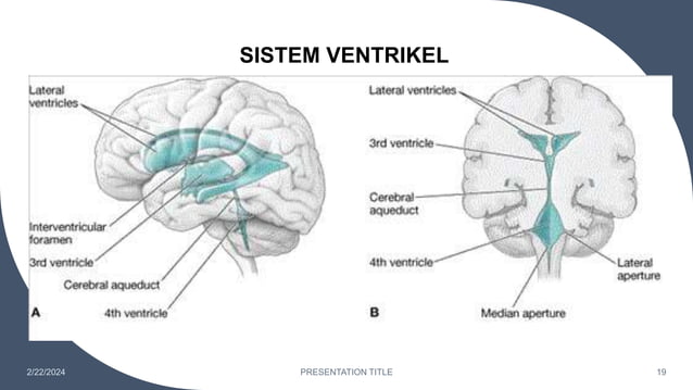 Pembahasan materi mengenai anatomi Serebrum.pptx