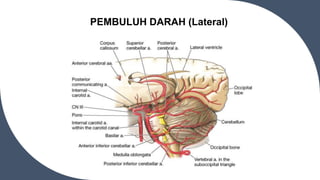 Pembahasan materi mengenai anatomi Serebrum.pptx