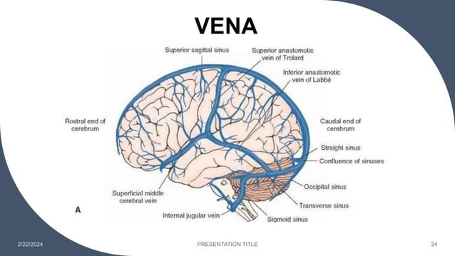 Pembahasan materi mengenai anatomi Serebrum.pptx