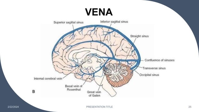 Pembahasan materi mengenai anatomi Serebrum.pptx
