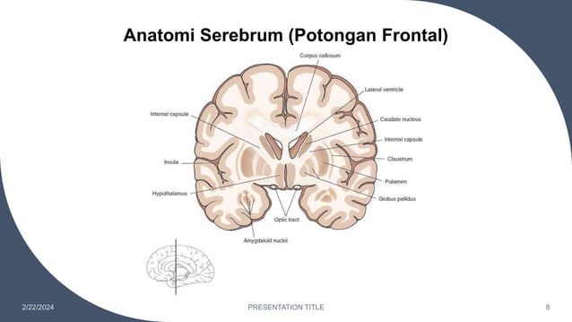 Pembahasan materi mengenai anatomi Serebrum.pptx
