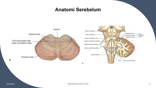 Pembahasan materi mengenai anatomi Serebrum.pptx
