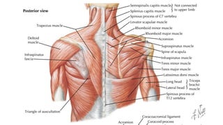 Anatomi Shoulder and Approach in Orthopedic.pptx