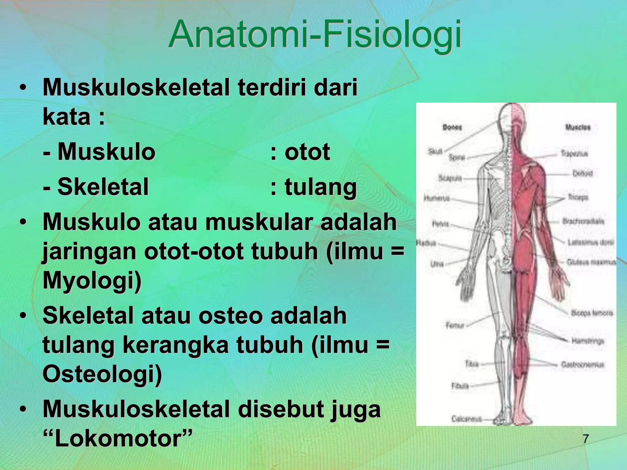 ANATOMI SIST. MUSKULOSKELETAL.ppt