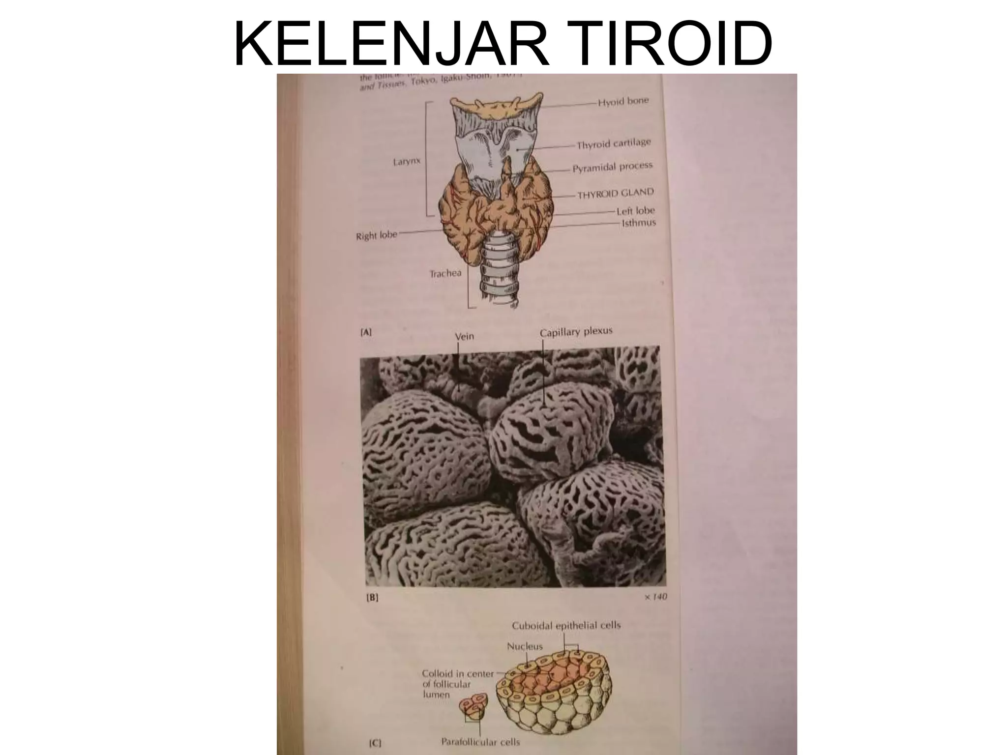 Anatomi sistem endokrin | PPT