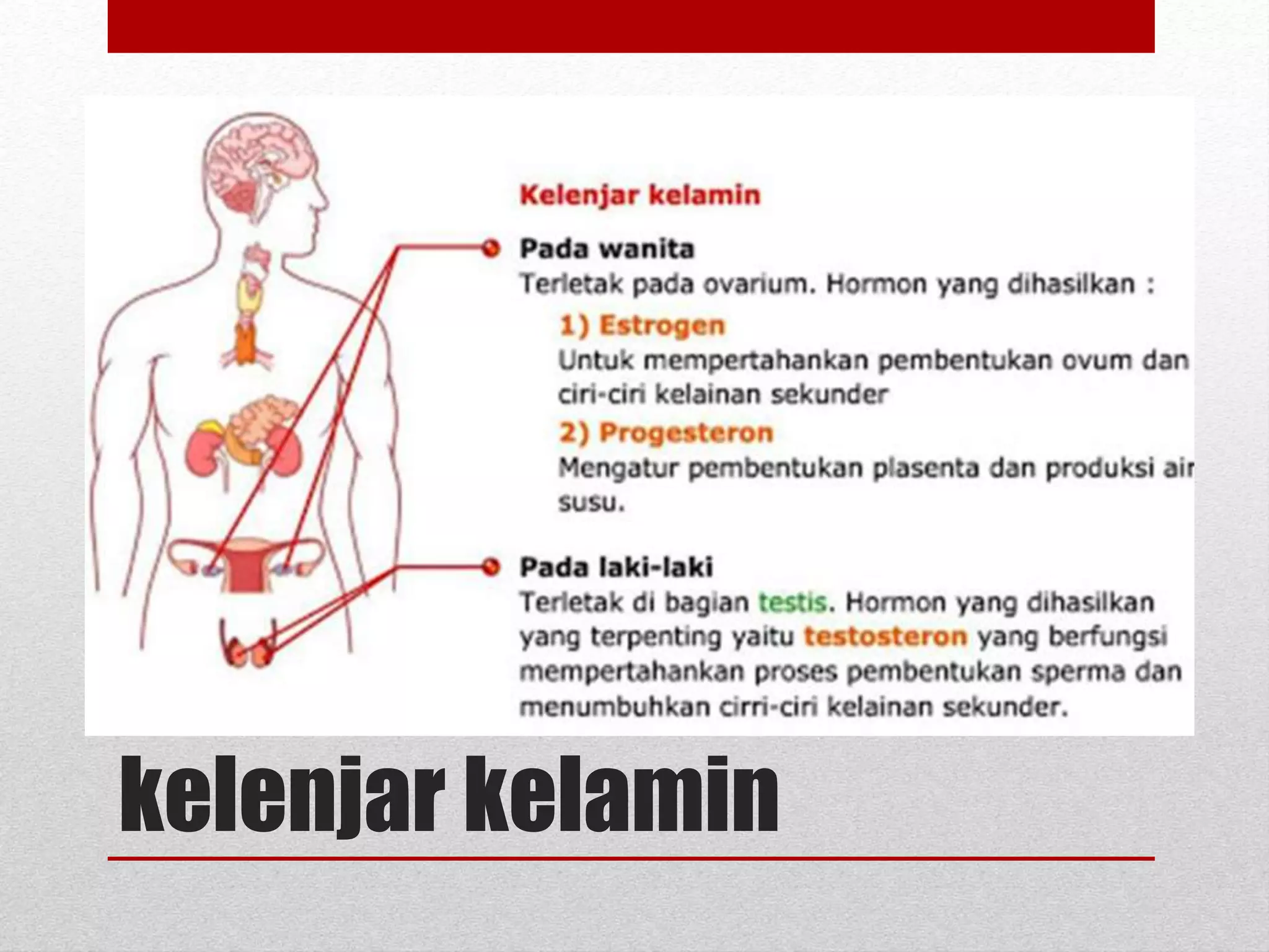 ANATOMI_SISTEM_ENDOKRIN_PPT.pptx