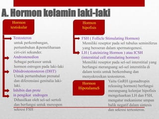 ANATOMI_SISTEM_ENDOKRIN_power point.pptx