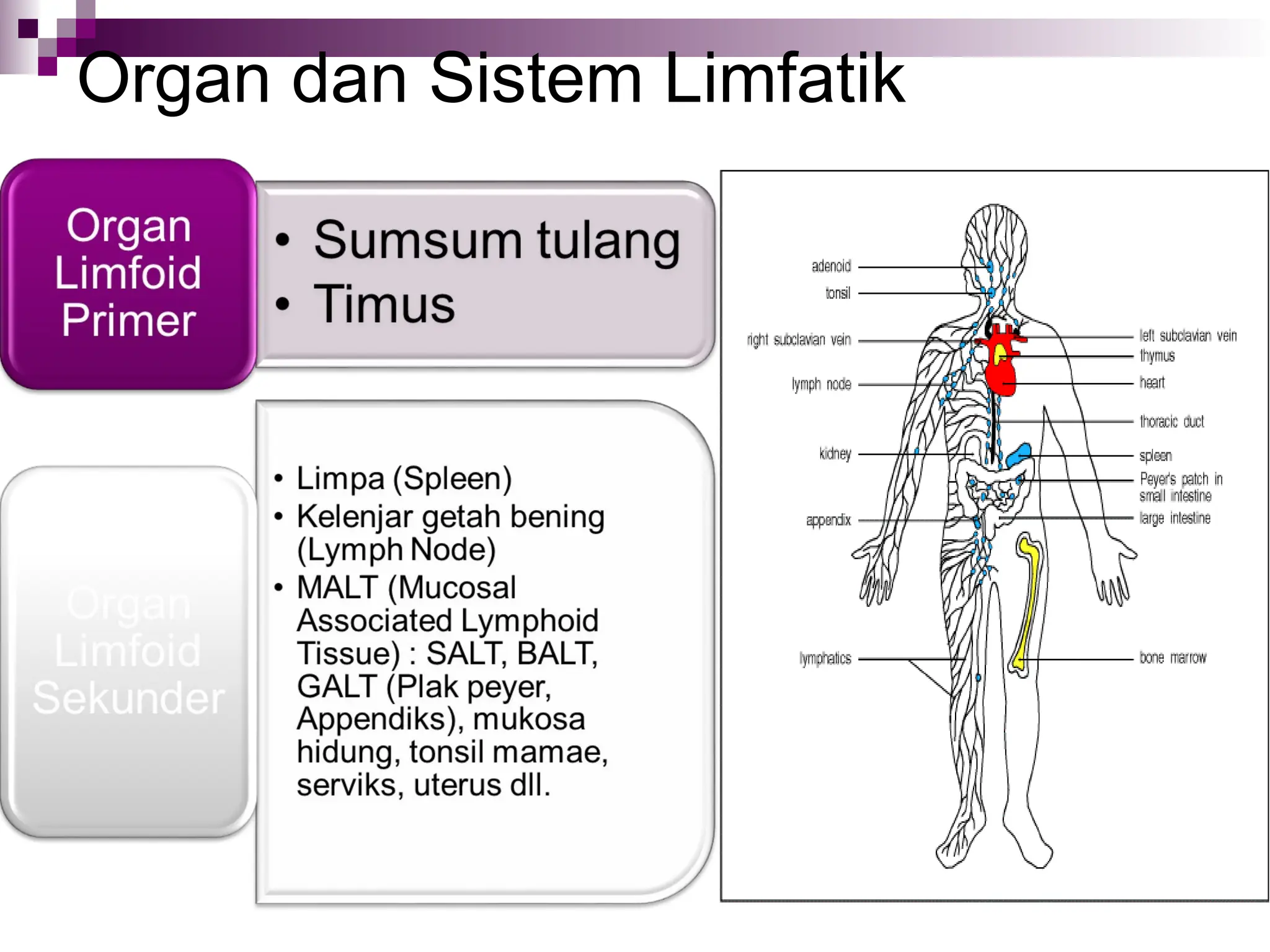 ANATOMI_SISTEM_IMUN.pptjihgfdsefgyuycfgtsrr | PPT