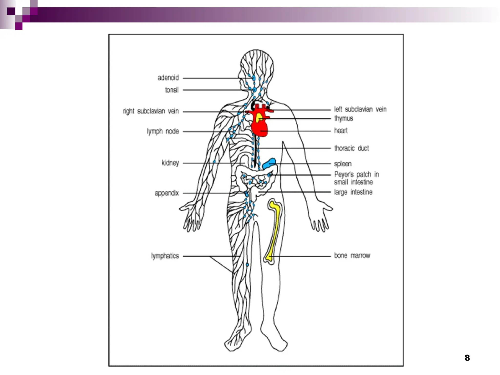 ANATOMI_SISTEM_IMUN.pptjihgfdsefgyuycfgtsrr | PPT