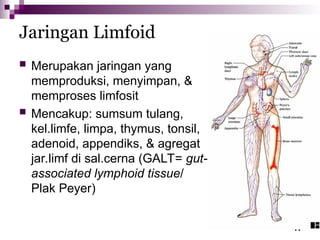 ANATOMI_SISTEM_IMUN.pptjihgfdsefgyuycfgtsrr | PPT