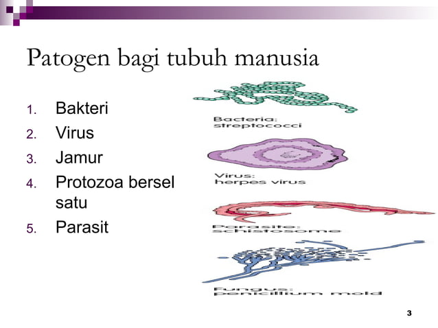 ANATOMI_SISTEM_IMUN.pptjihgfdsefgyuycfgtsrr | PPT