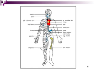 ANATOMI_SISTEM_IMUN.pptjihgfdsefgyuycfgtsrr | PPT