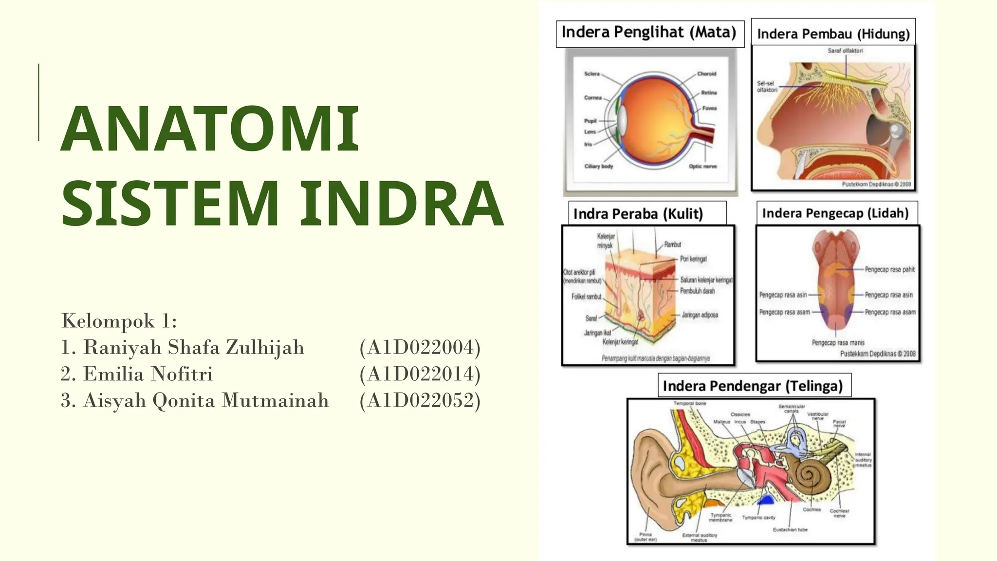 Anatomi Sistem Indera Manusia (Vertebrata) | PPTX