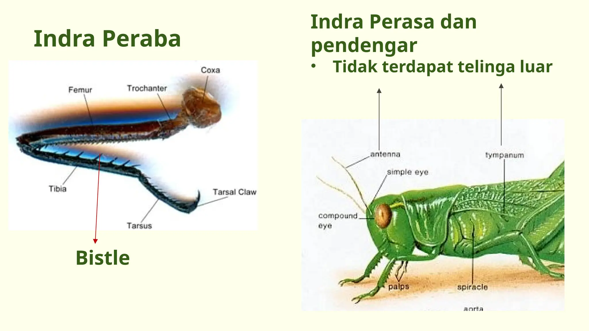 Anatomi Sistem Indera Manusia (Vertebrata) | PPTX
