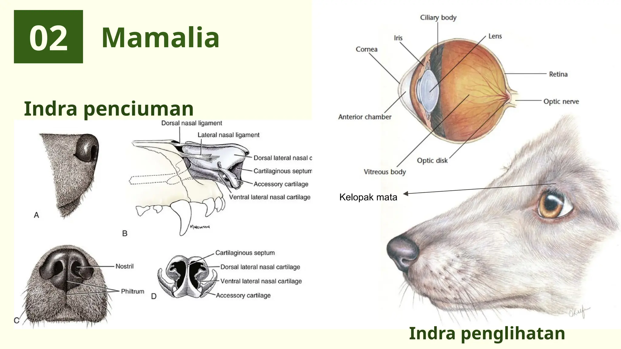 Anatomi Sistem Indera Manusia (Vertebrata) | PPTX