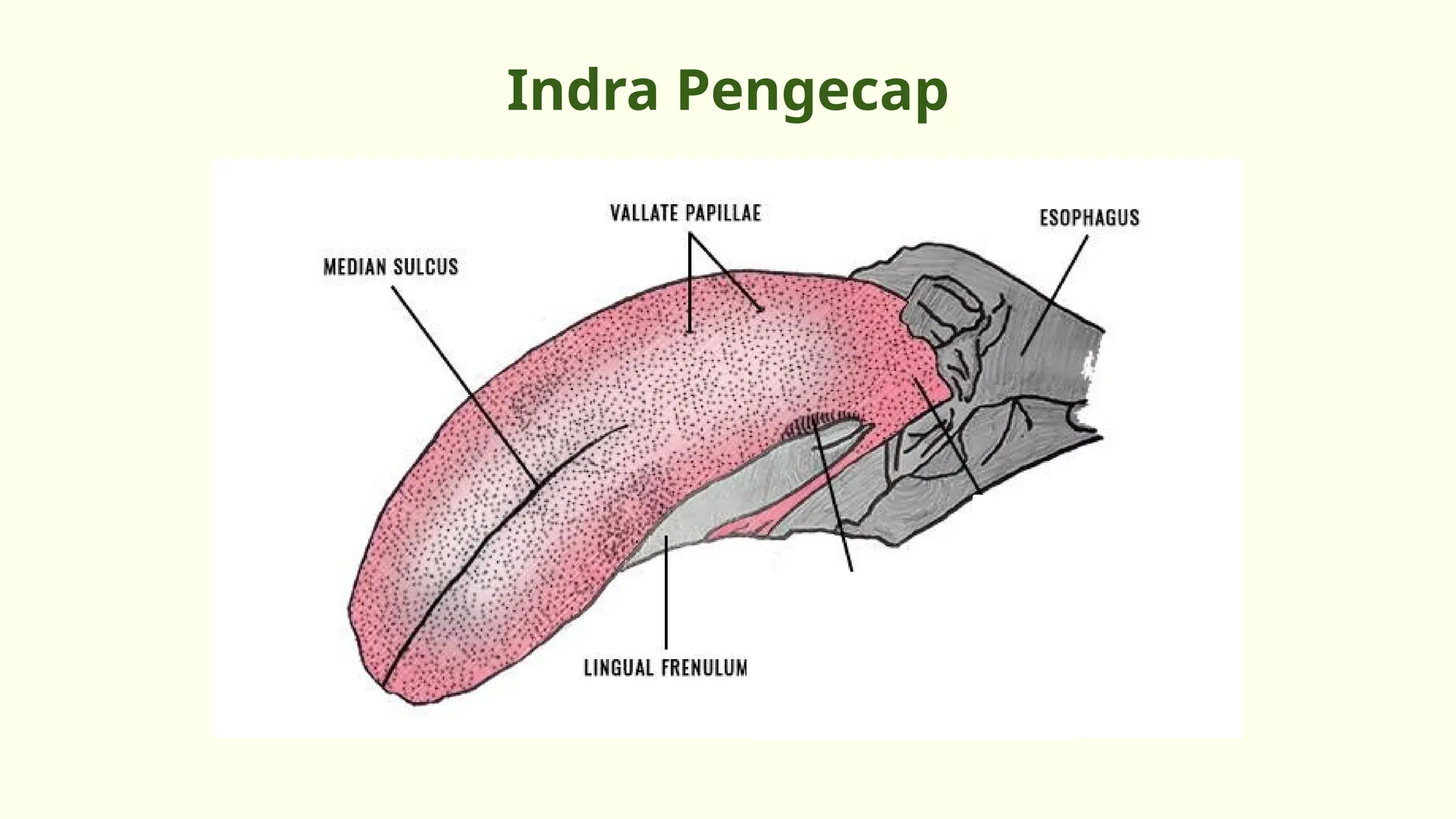 Anatomi Sistem Indera Manusia (Vertebrata) | PPTX