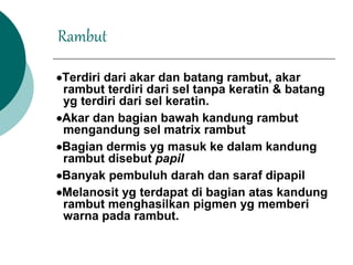 ANATOMI SISTEM INTEGUMEN Budi Antoro.ppt